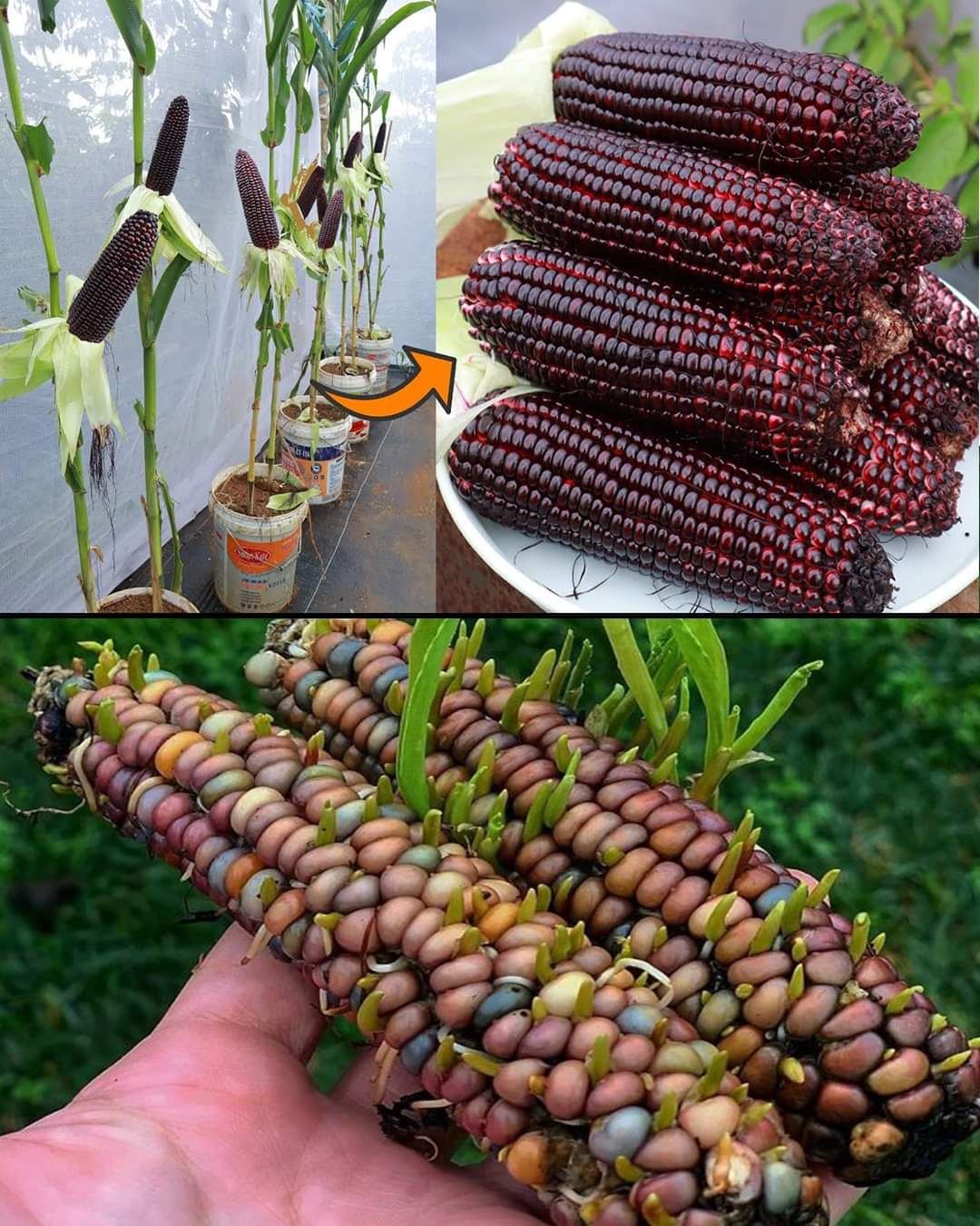 Comment Cultiver Du Maïs Purple dans des Seaux Recyclés - JardinsBuzz